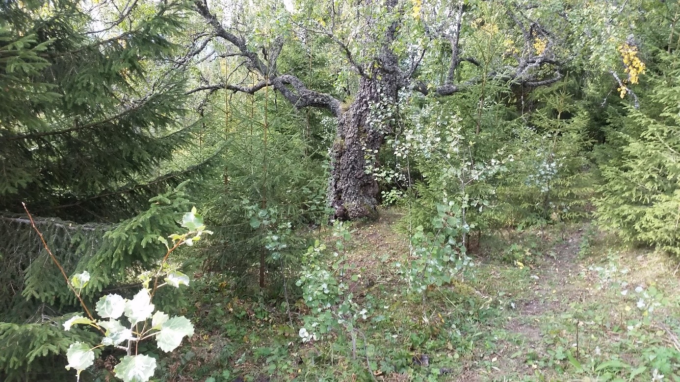 Skjøtsel — Dokkadeltaet Nasjonale Våtmarkssenter